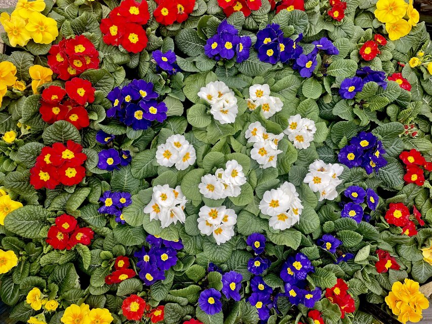 Primrose Festival - Nursery Open Day - Stewarts Garden Centre