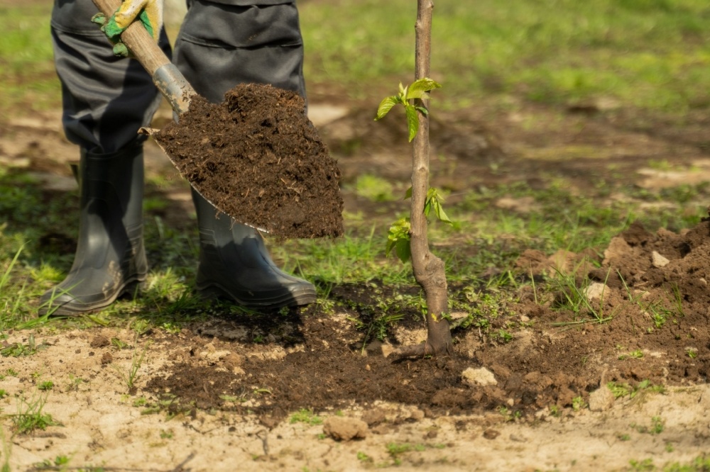 How to plant a tree - Stewarts Garden Centre