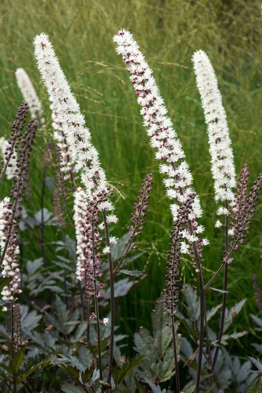 Actaea Chocoholic 3 Litre - Stewarts Garden Centre