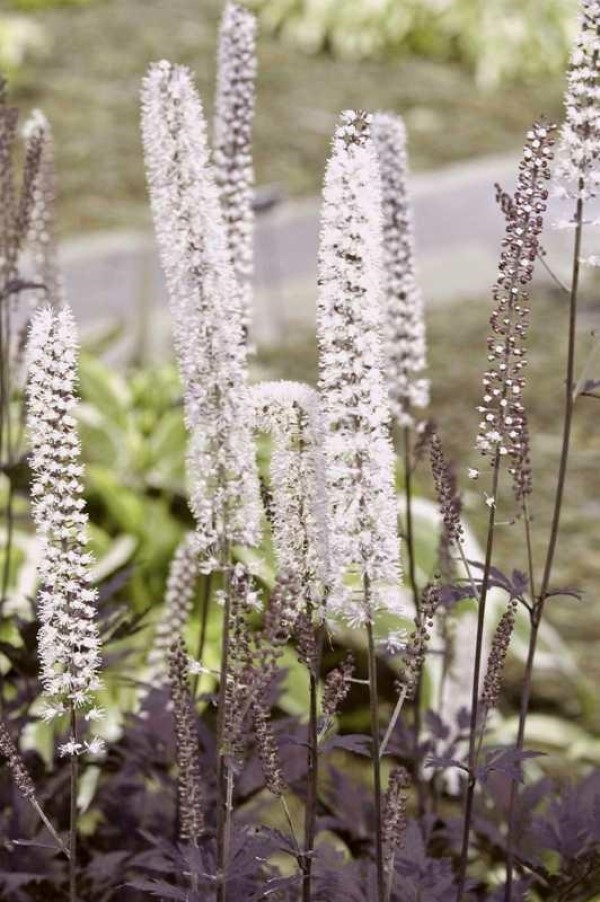 Actaea Queen Of Sheba 3 Litre - Stewarts Garden Centre