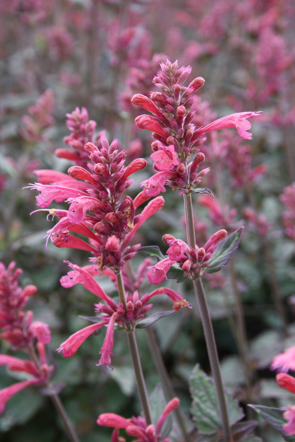 Agastache Morello 2 Litre - Stewarts Garden Centre
