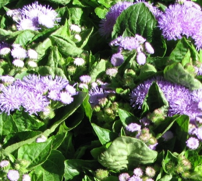 Ageratum Blue Six Pack - Stewarts Garden Centre