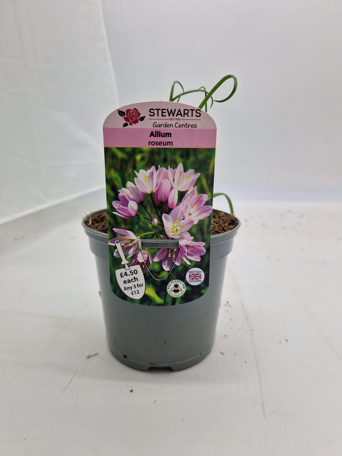 Allium Roseum Potted Bulb 1 Litre - Stewarts Garden Centre