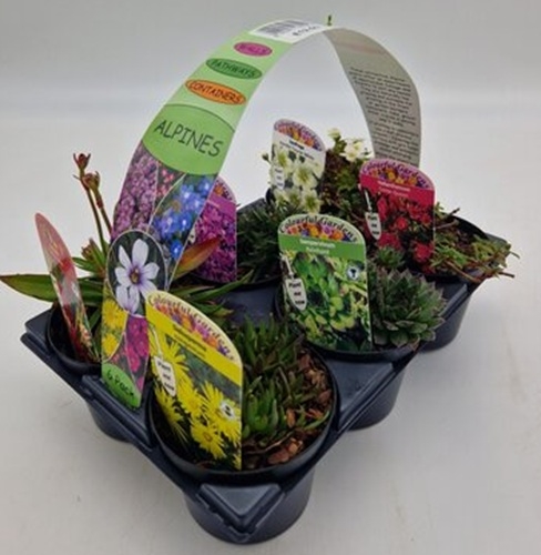 Alpine Mixed 6 Pack - Stewarts Garden Centre