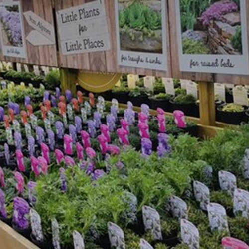 Alpine Plant 9cm - Stewarts Garden Centre