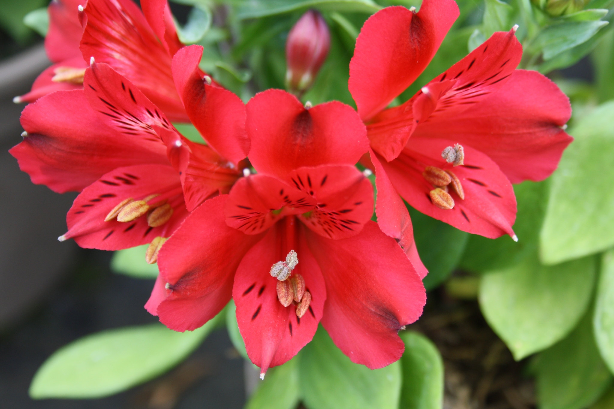 Alstroemeria Inca Bandit 2 Litre - Stewarts Garden Centre