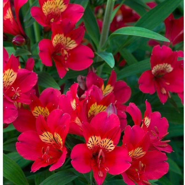 Alstroemeria Inca Pepper 2 Litre - Stewarts Garden Centre