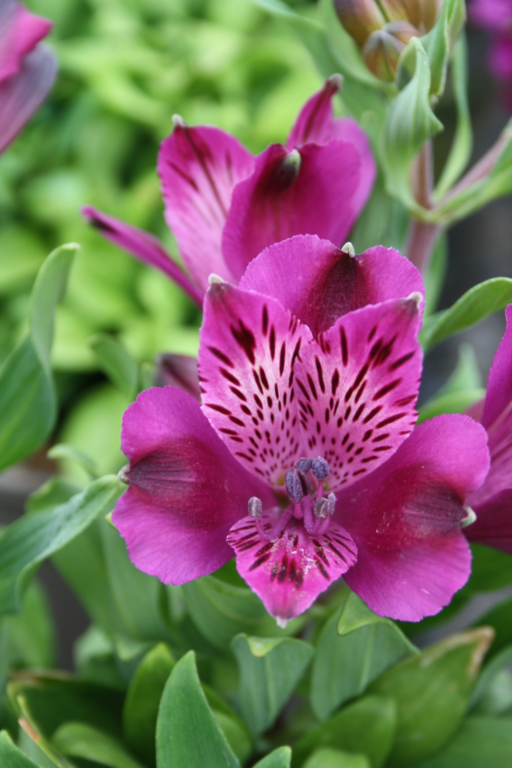 Alstroemeria Inca Replay 2 Litre - Stewarts Garden Centre
