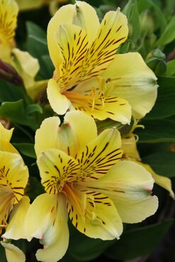 Perennials - Stewarts Garden Centre