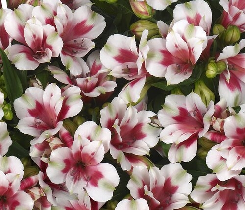 Alstroemeria Inticancha Maya 3 Litre - Stewarts Garden Centre