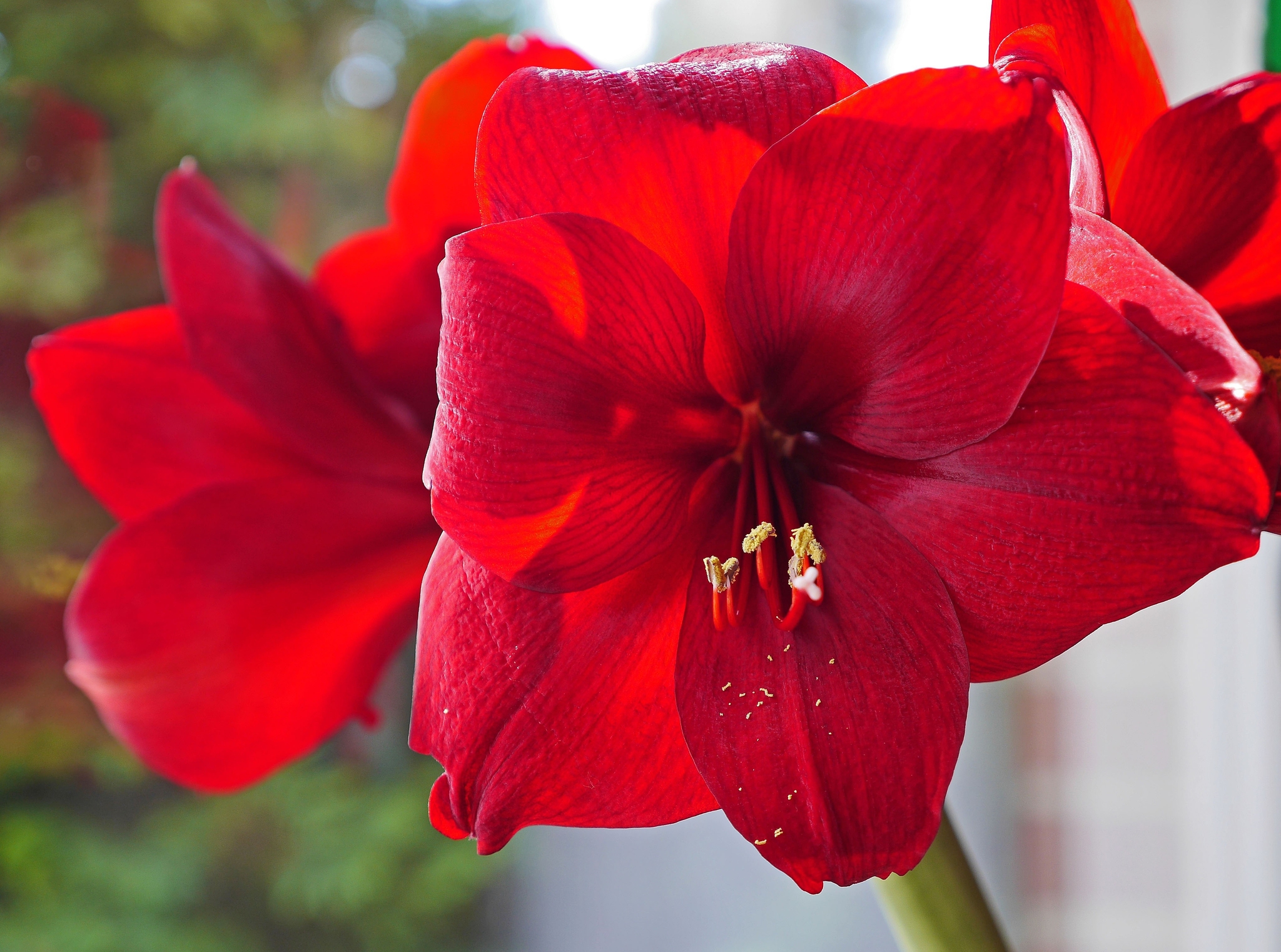 Amaryllis Red Velvet Loose Bulb - Stewarts Garden Centre