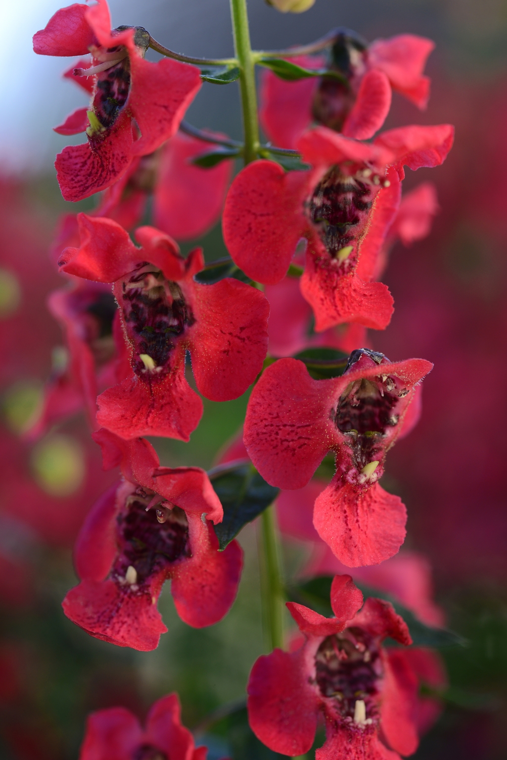 Angelonia Archangel Cherry Red 1 Litre - Stewarts Garden Centre
