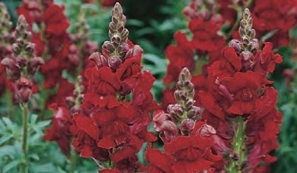 Antirrhinum (Snap Dragons) Crimson Six Pack - Stewarts Garden Centre