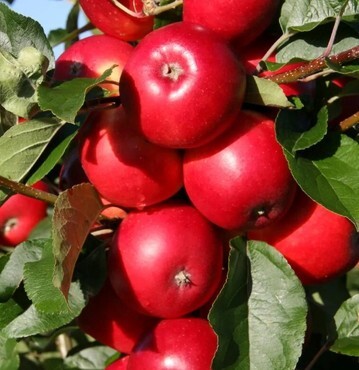 Apple Scrumptious MM106 12 Litre - Stewarts Garden Centre