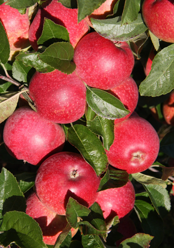 Apple Topaz MM111 10 Litre - Stewarts Garden Centre