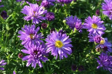 Aster Alpha Dark Purple Launch 2 Litre - Stewarts Garden Centre