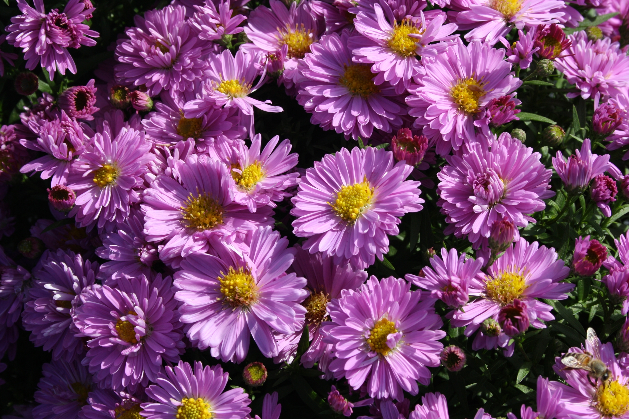Aster Rose Crystal 2 Litre - Stewarts Garden Centre