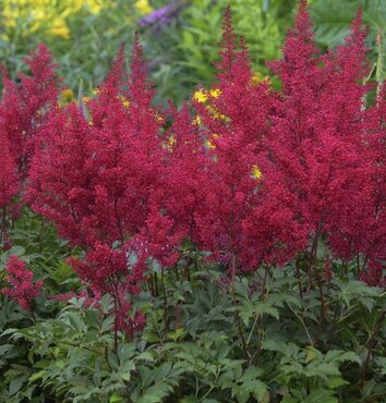 Astilbe Red Sentinel 3 Litre - Stewarts Garden Centre