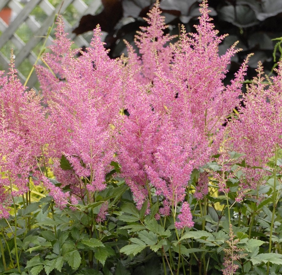 Astilbe Spotlight 3 Litre - Stewarts Garden Centre