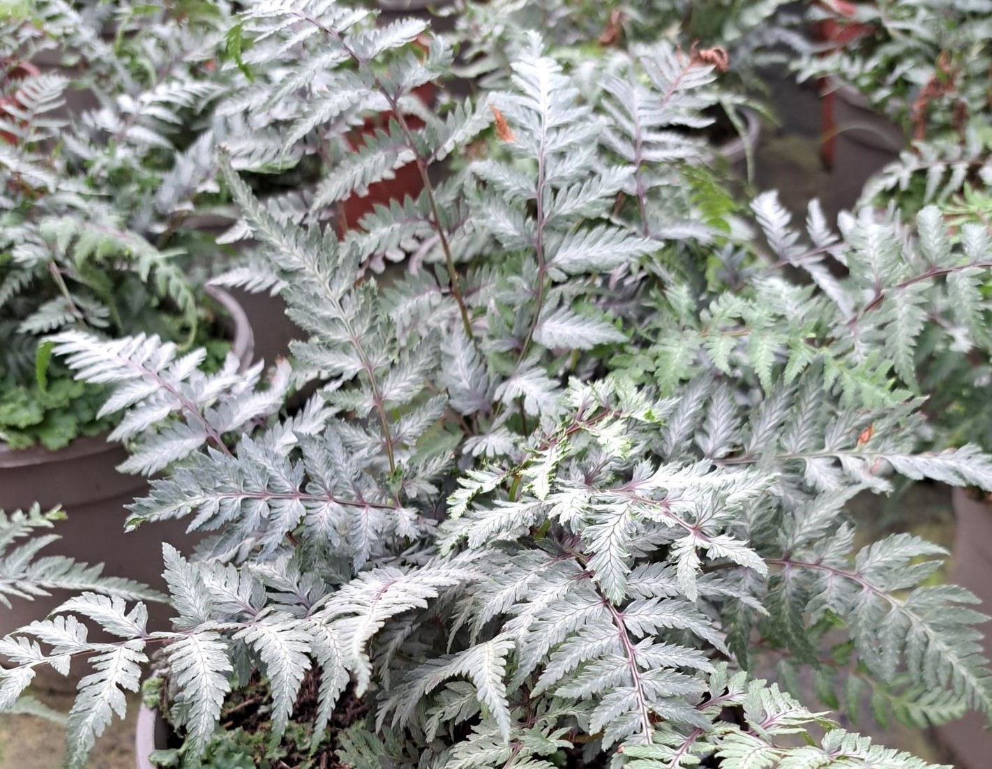 Athyrium Metallicum 1 Litre - Stewarts Garden Centre