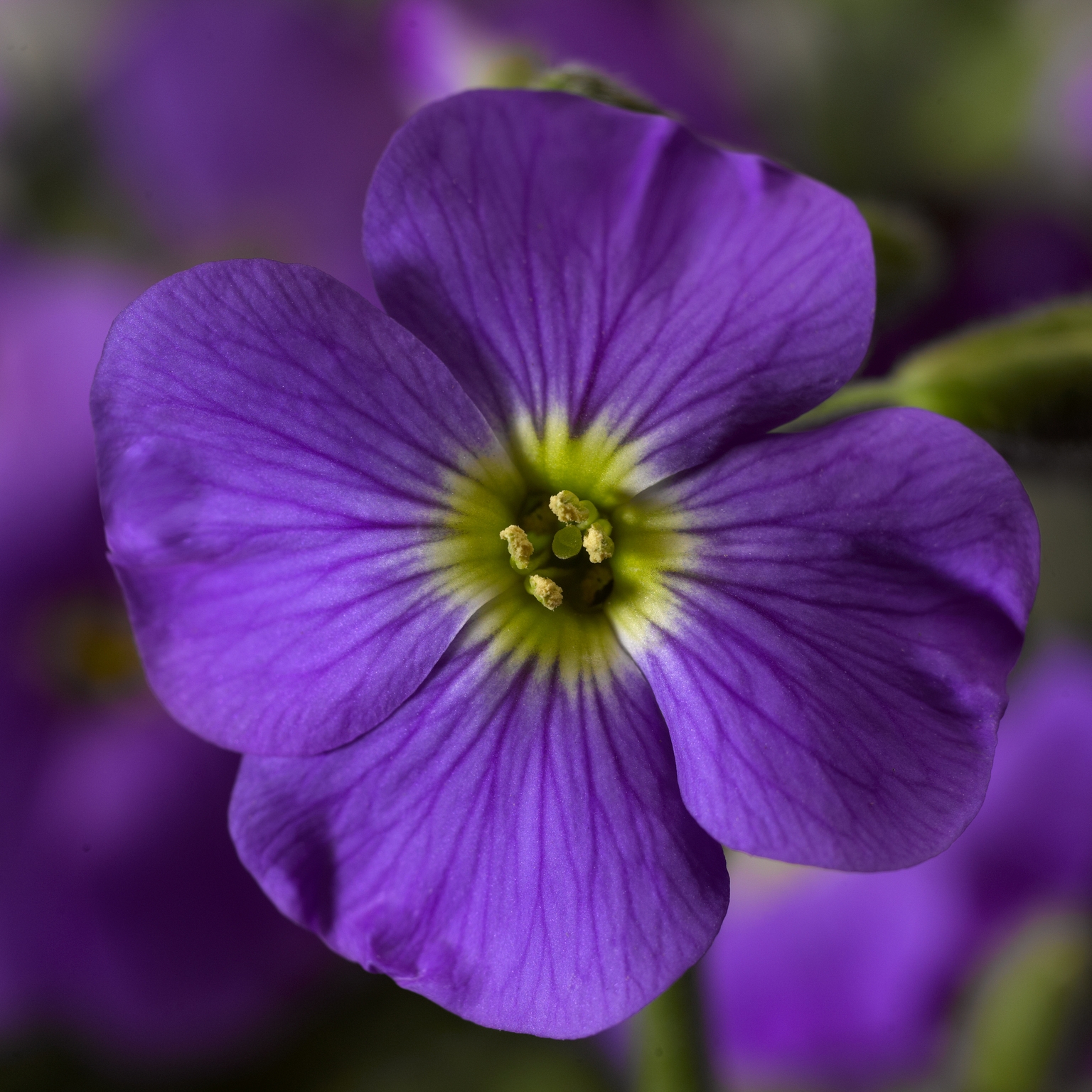 Aubrietia Blue Six Pack - Stewarts Garden Centre