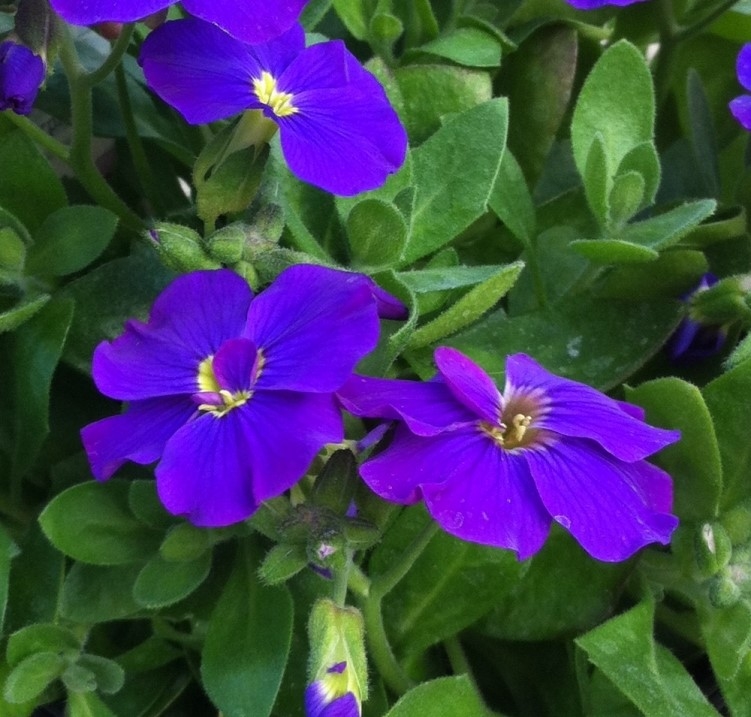 Aubrietia Blue Six Pack - Stewarts Garden Centre