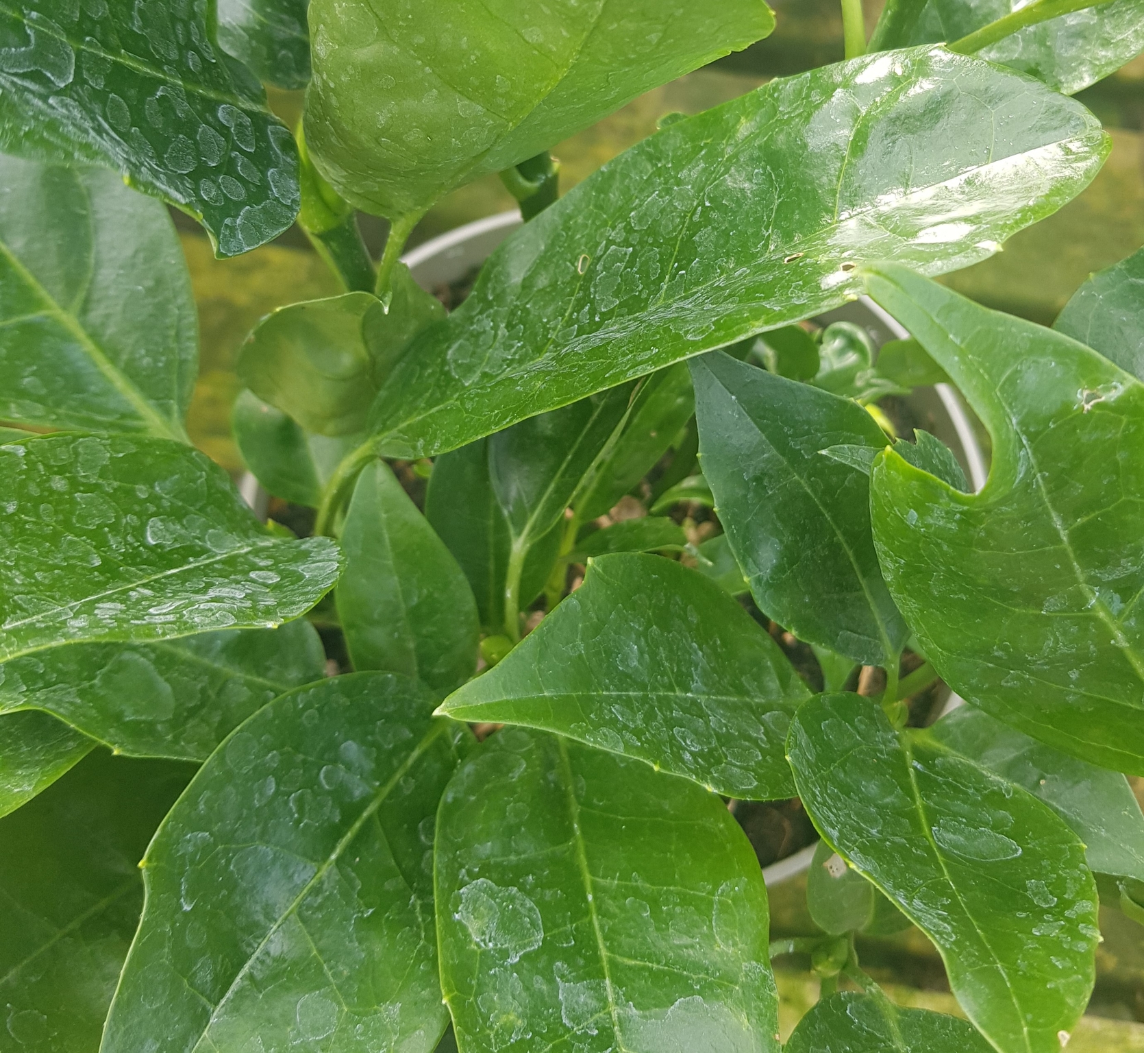 Aucuba Japonica Rozannie 3 litre - Stewarts Garden Centre