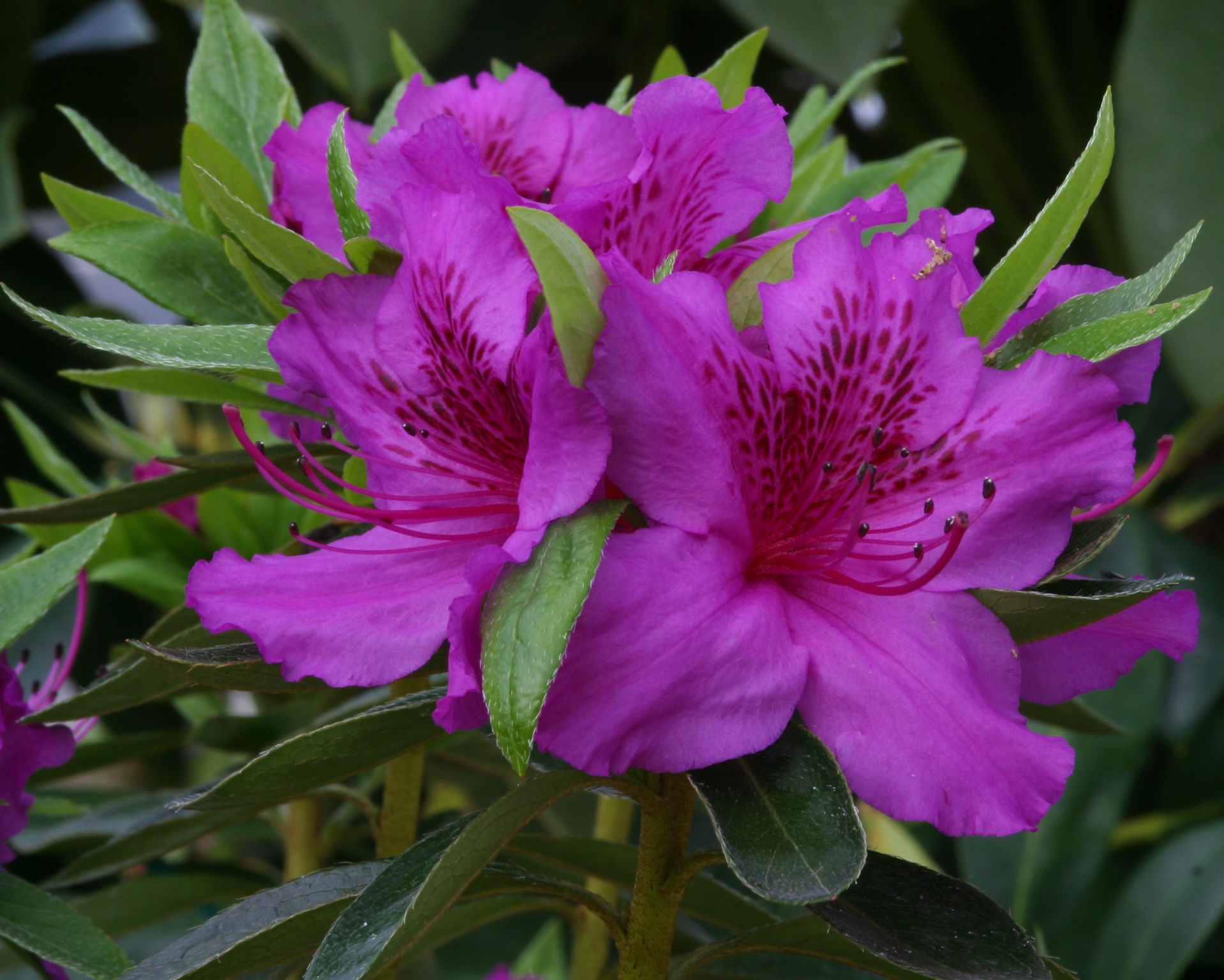 Azalea Evergreen Herbert 3 Litre - Stewarts Garden Centre