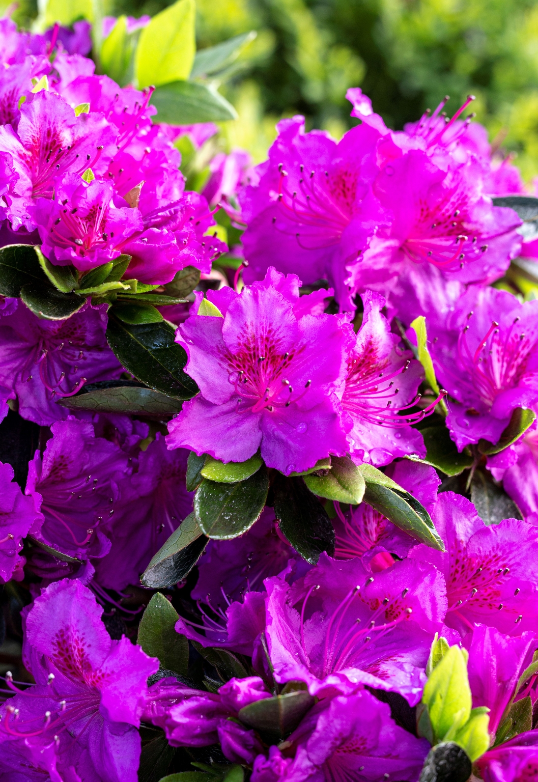 Azalea Evergreen Konigstein Purple 3 Litre - Stewarts Garden Centre