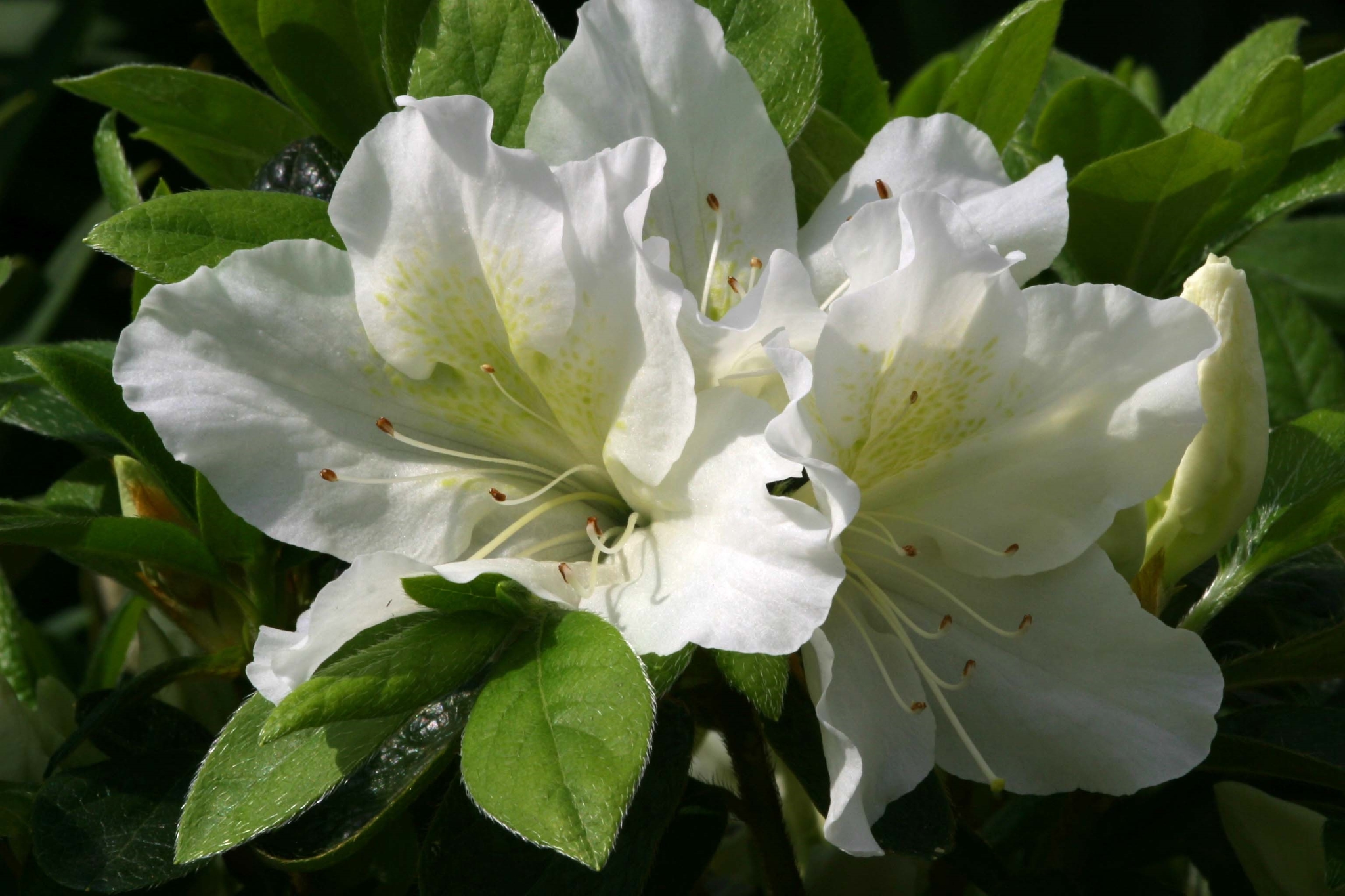 Azalea Evergreen Mary Helen 3 Litre - Stewarts Garden Centre