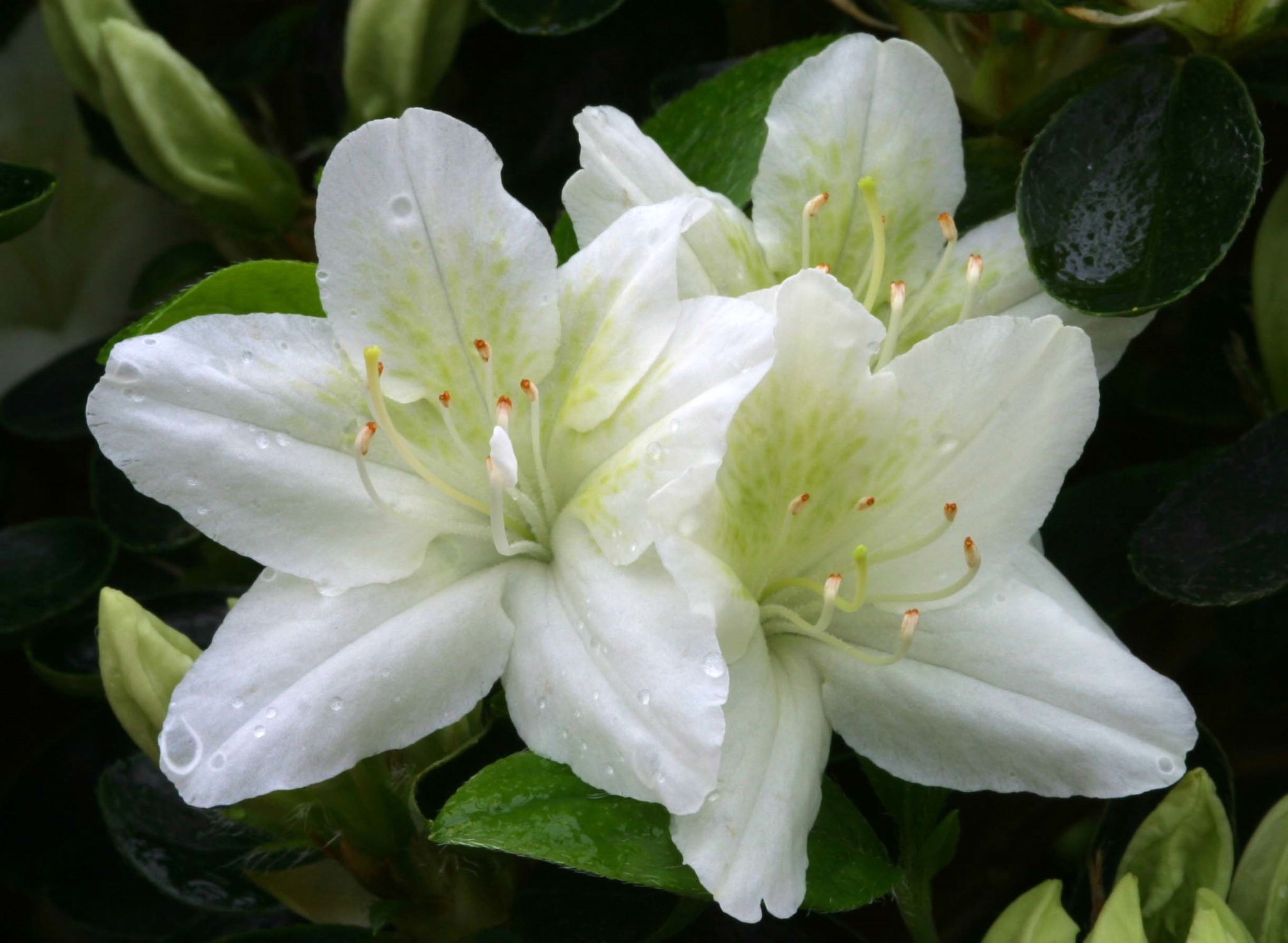 Azalea Evergreen Snow White 3 Litre - Stewarts Garden Centre