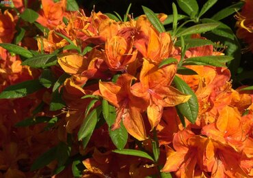 Shrubs - Stewarts Garden Centre
