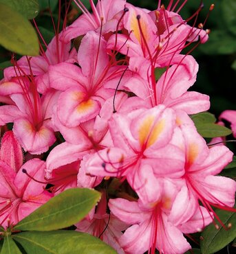 Shrubs - Stewarts Garden Centre