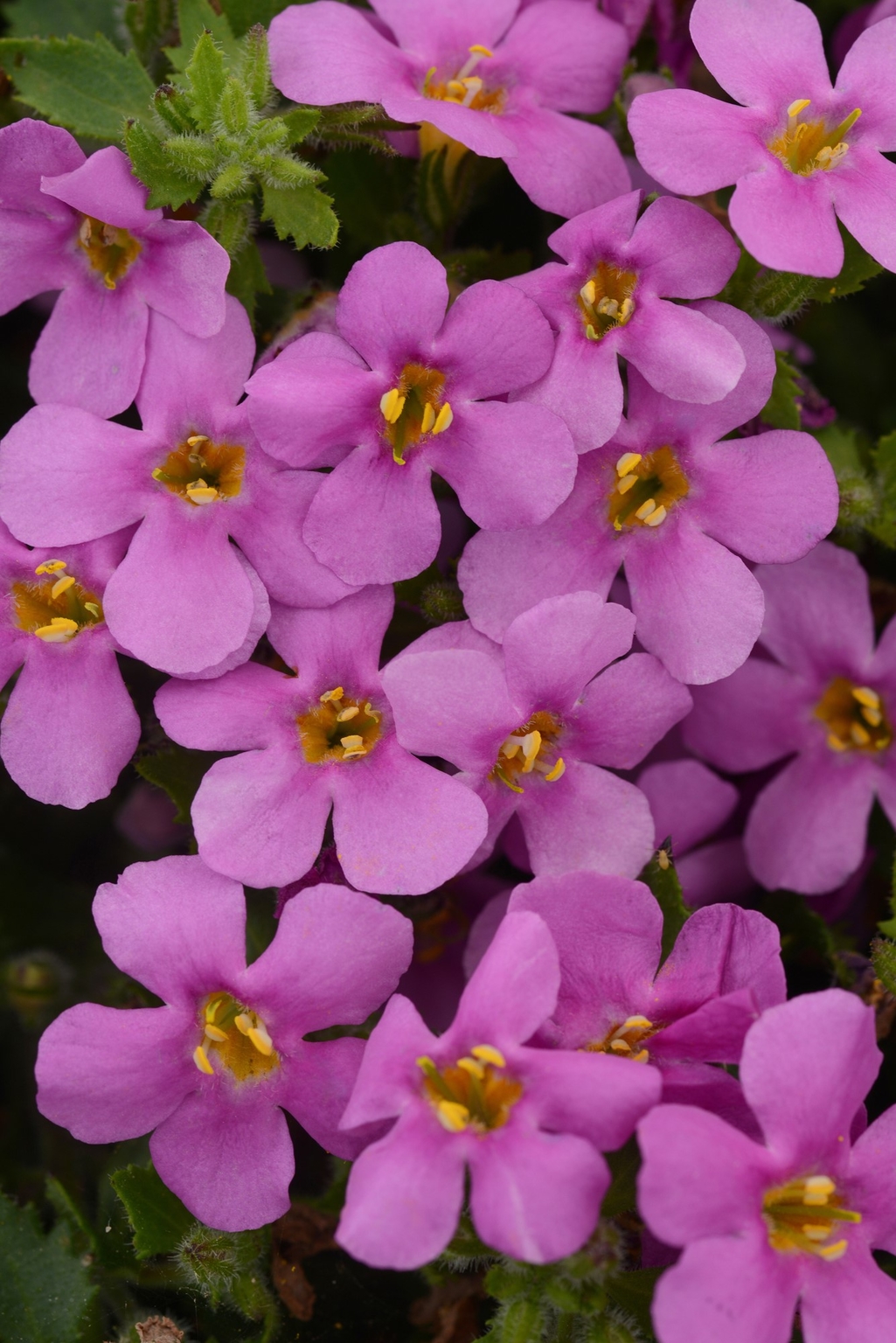 Bacopa Pink 1 Litre - Stewarts Garden Centre