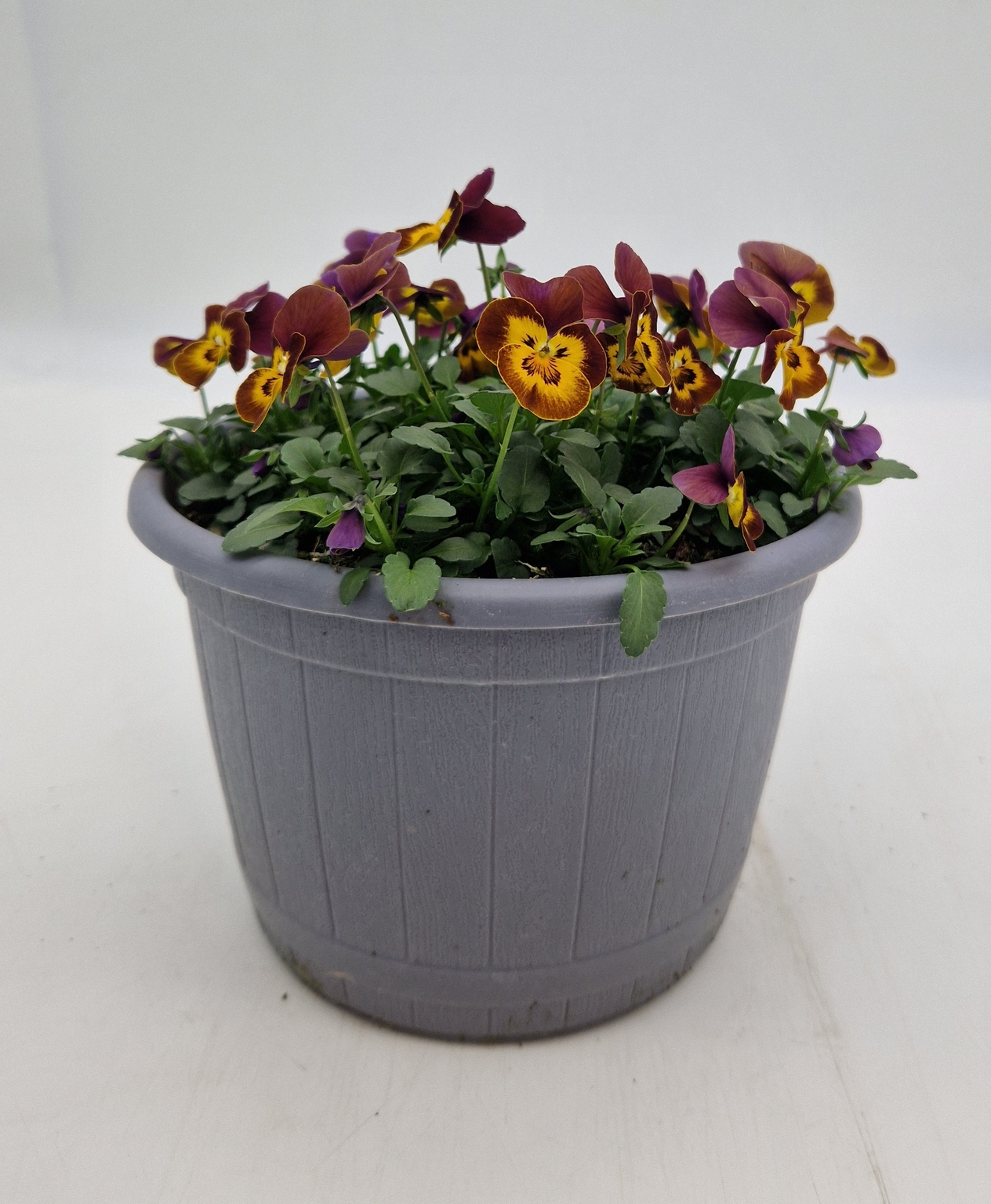 Barrel Planter with Viola 23cm - Stewarts Garden Centre