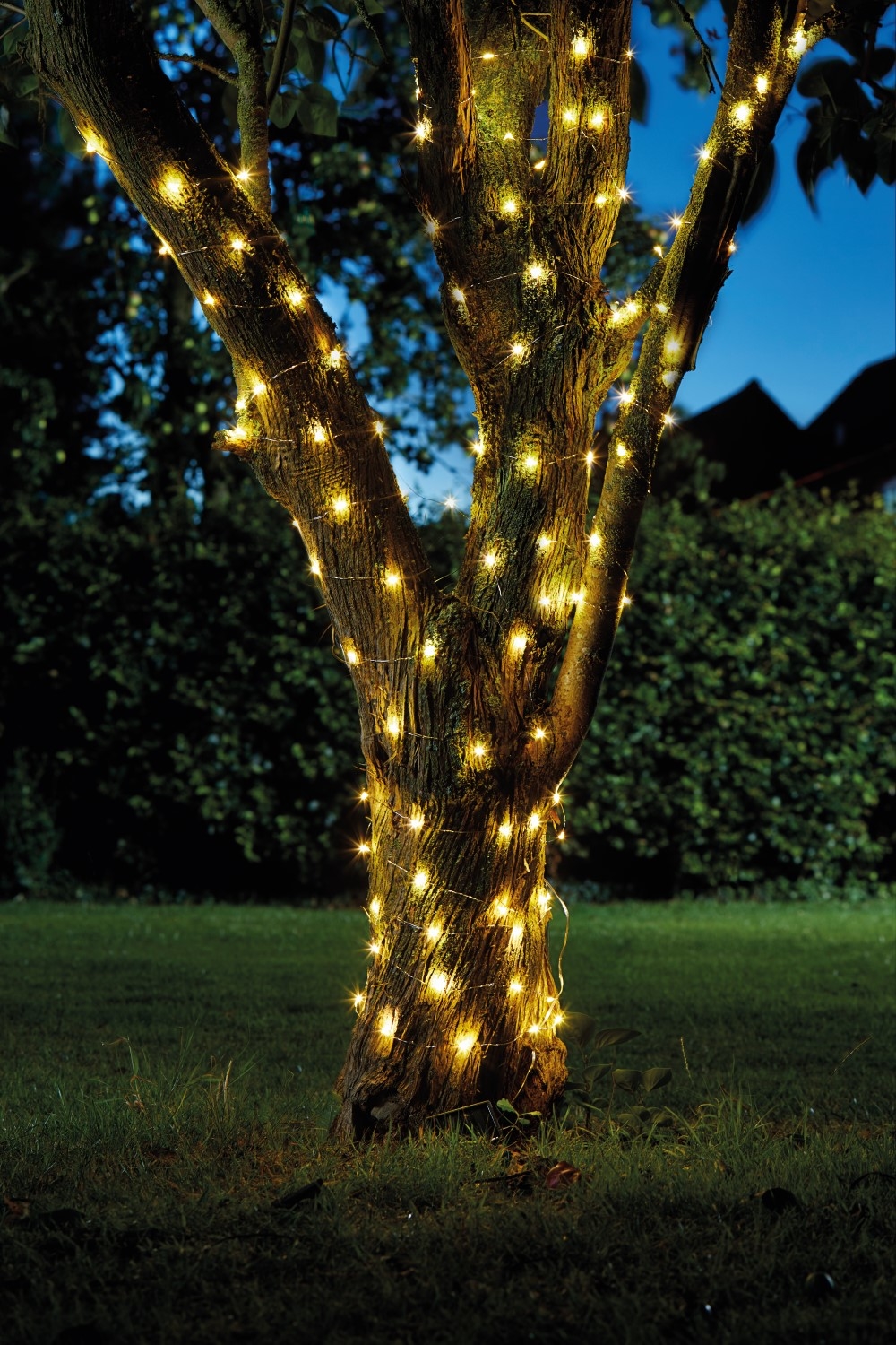 100 LED Firefly String Lights - Stewarts Garden Centre