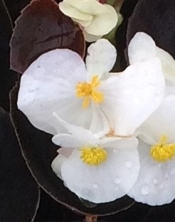 Begonia Dark Leaf White Six Pack - Stewarts Garden Centre