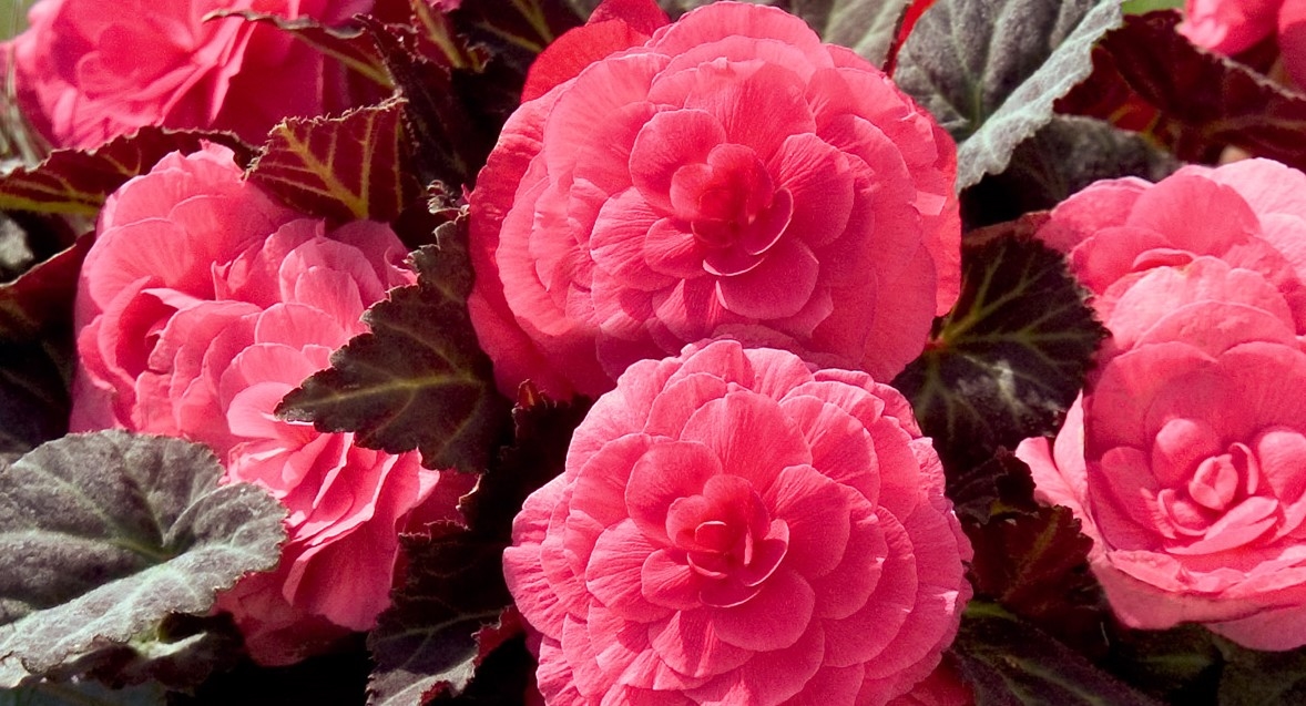 Begonia Non Stop Mocca Pink 1 Litre - Stewarts Garden Centre