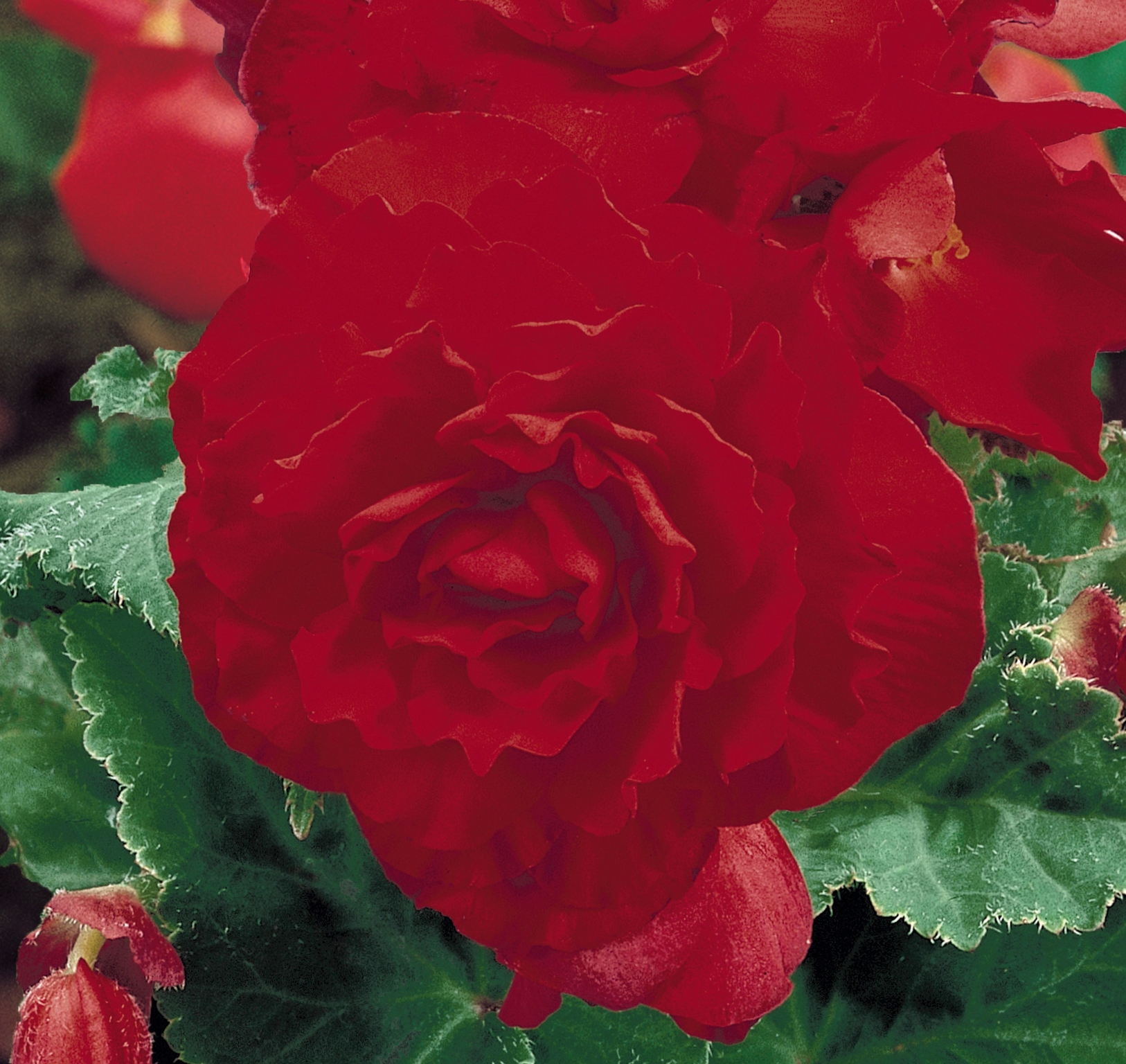 Begonia Nonstop Deep Red Premium Plug - Stewarts Garden Centre