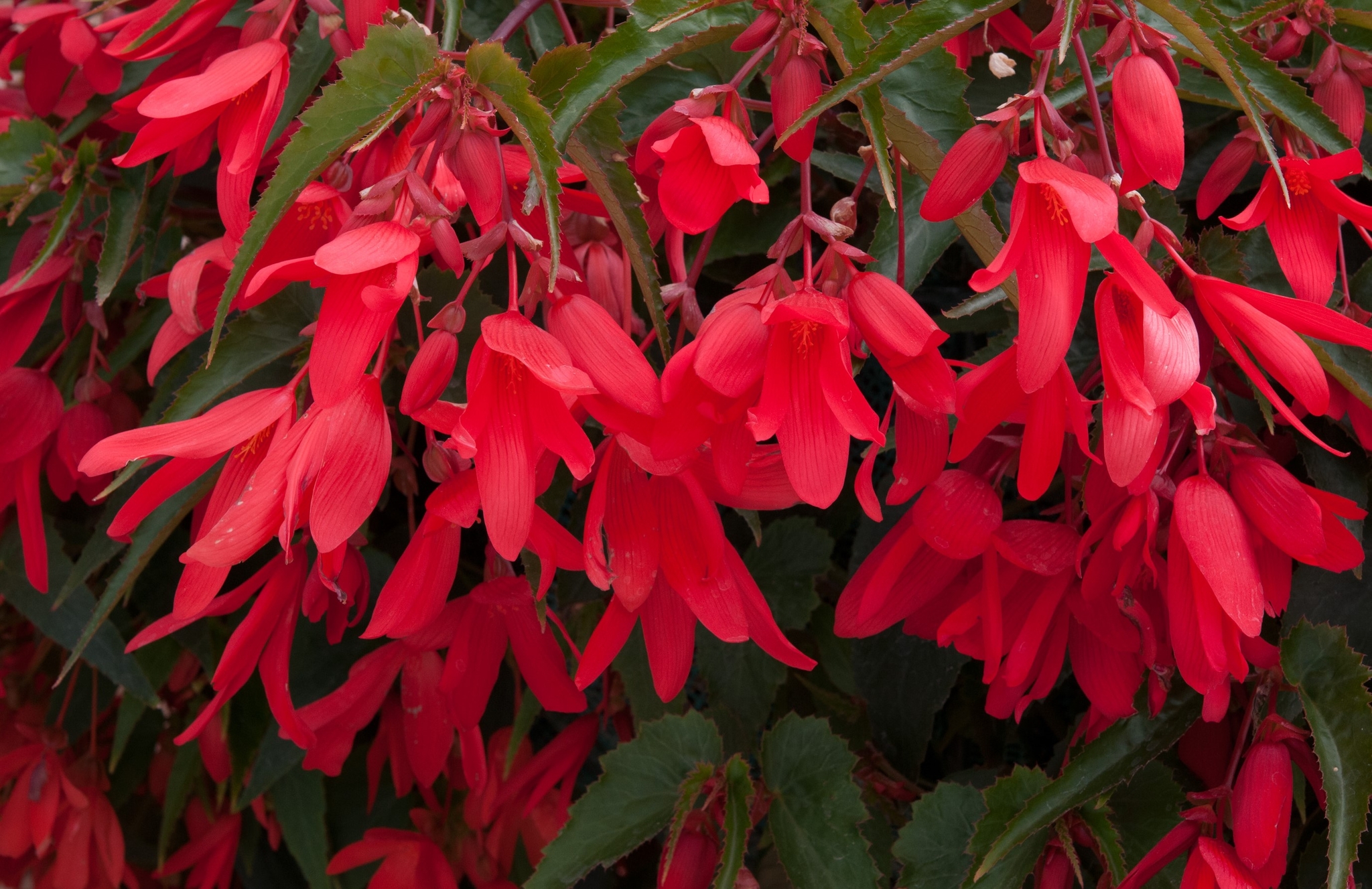 Begonia Starshine Red Jumbo Six Jumbo - Stewarts Garden Centre
