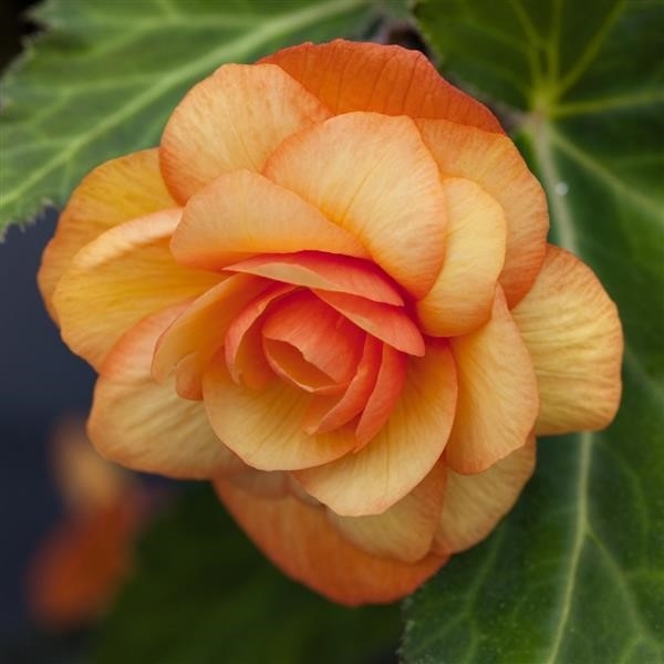 Begonia Trailing Apricot Jumbo Six Pack - Stewarts Garden Centre
