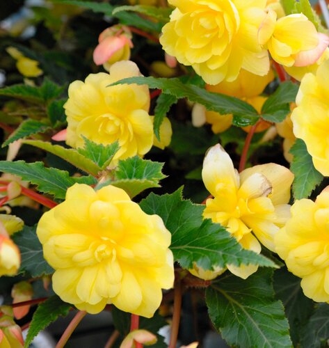 Begonia Trailing Lemon Jumbo Six Pack - Stewarts Garden Centre