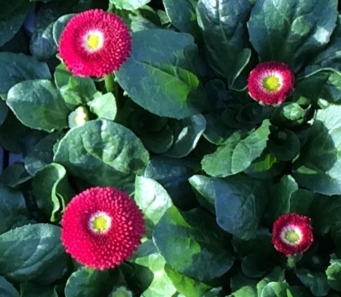 Bellis Red Six Pack - Stewarts Garden Centre