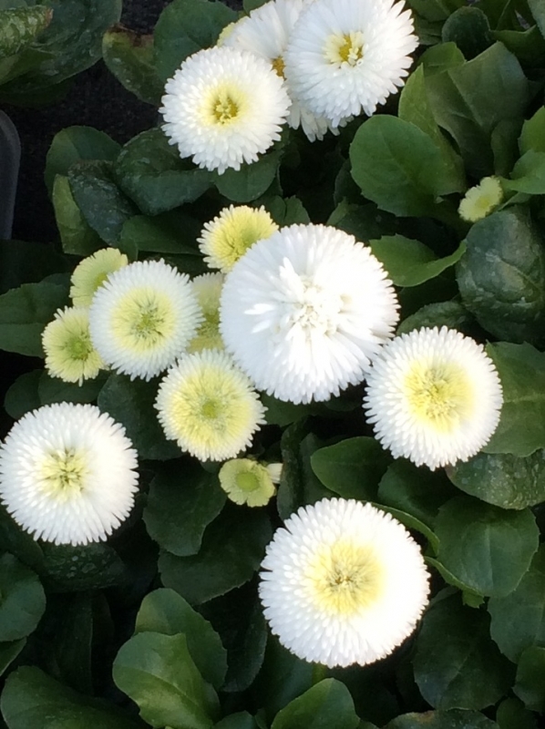 Bellis White Six Pack - Stewarts Garden Centre