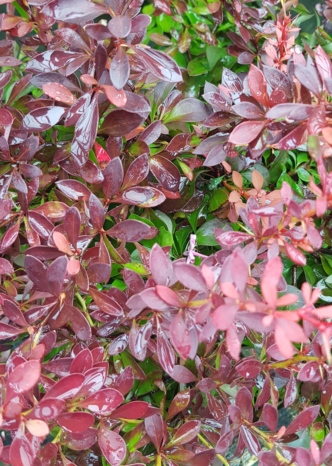 Berberis Thunbergii Fireball 3 litre - Stewarts Garden Centre