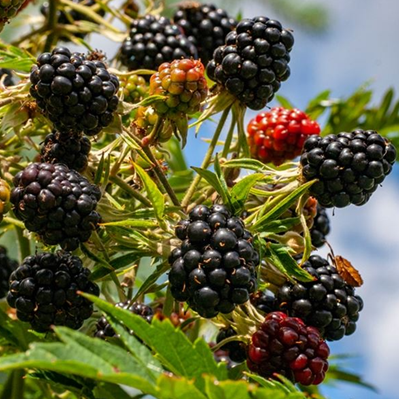 Blackberry Oregon (Thornless) 3 litre - Stewarts Garden Centre