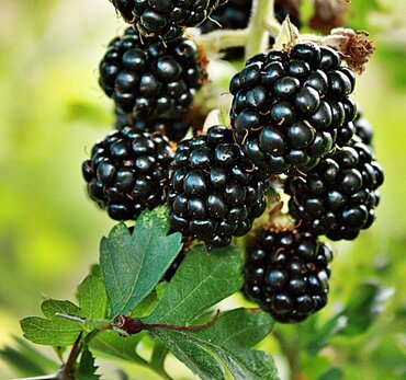 Fruit - Stewarts Garden Centre