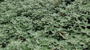 Brachyglottis Compactus 2.5 Litre - Stewarts Garden Centre