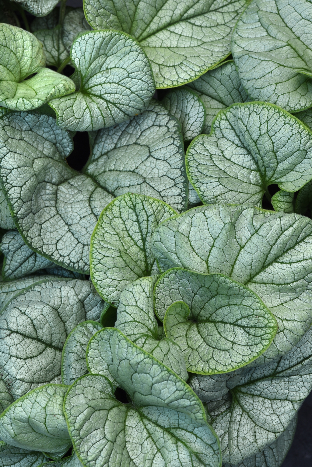 Brunnera Macrophylla Silver Spear 3 Litre - Stewarts Garden Centre