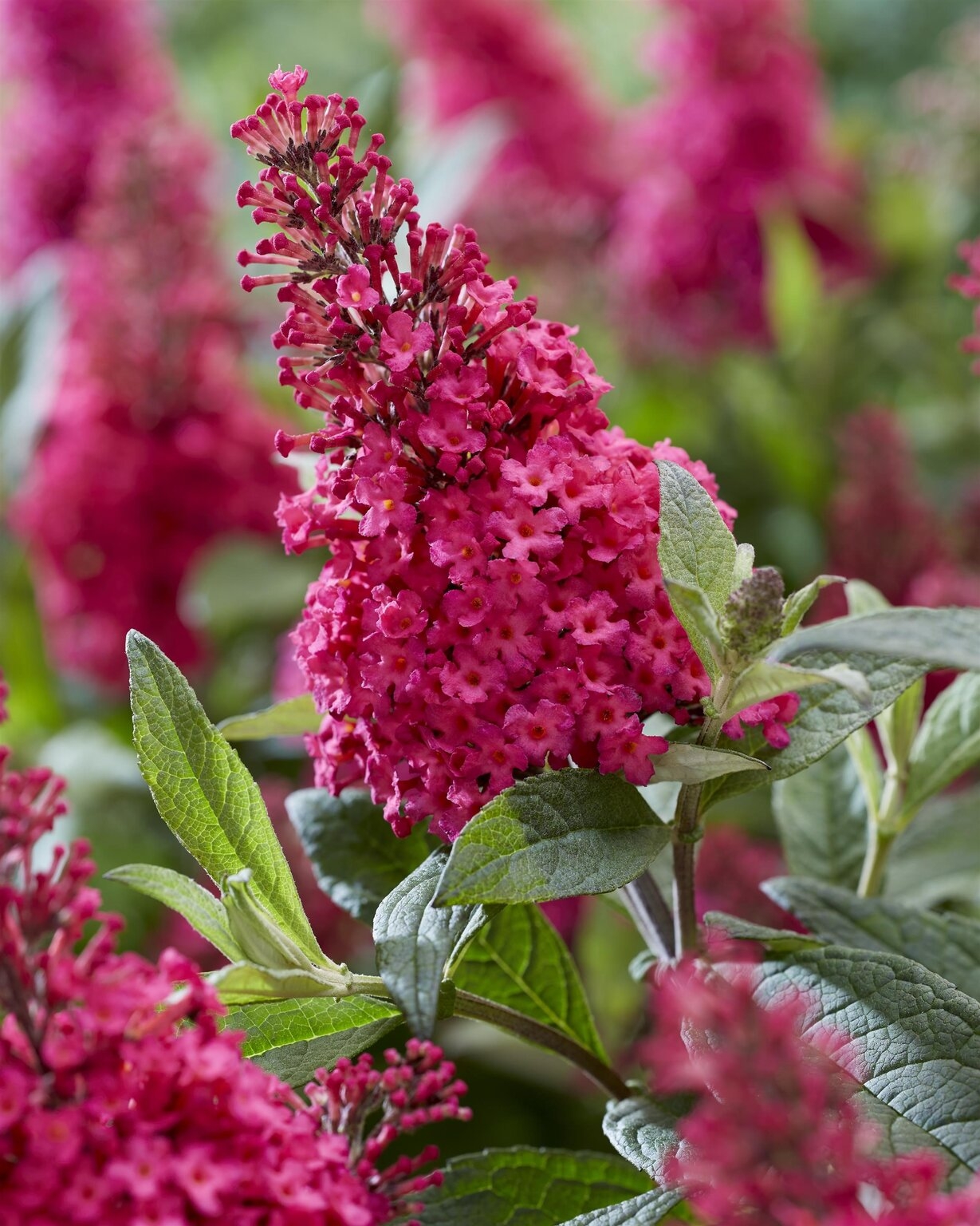 Buddleja Butterfly Candy Little Ruby 3 Litre - Stewarts Garden Centre